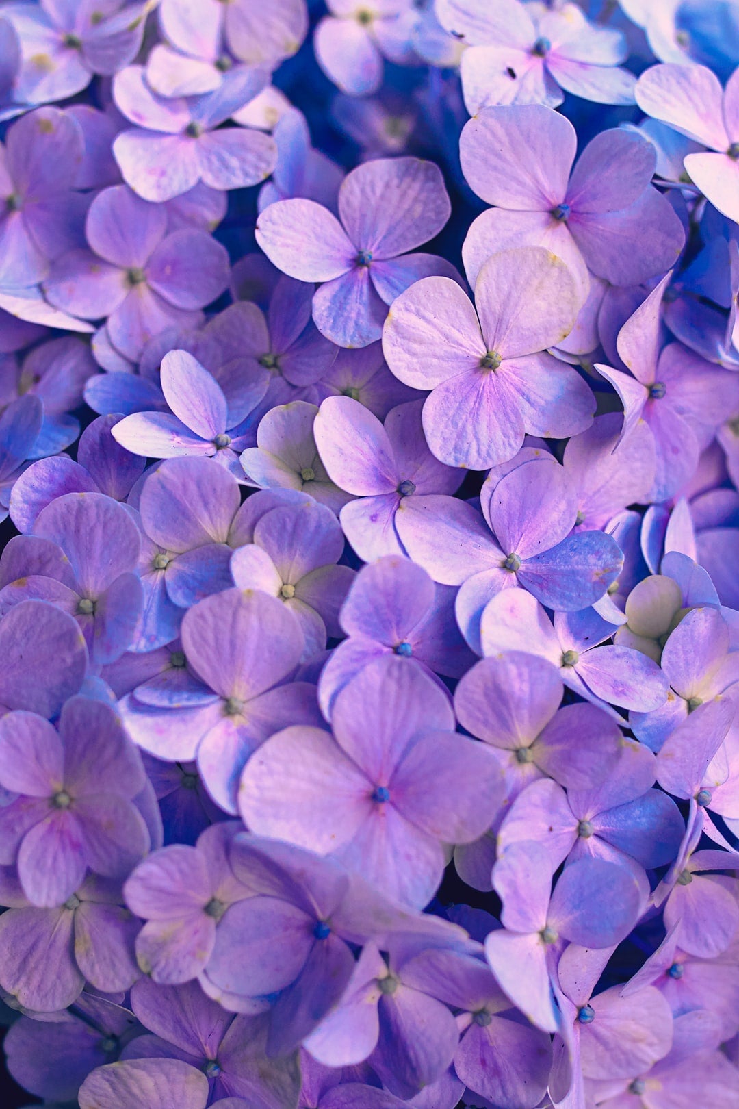 Free Meditation To Connect With Your Spirit Guides Free Meditation To Connect With Your Spirit Guides