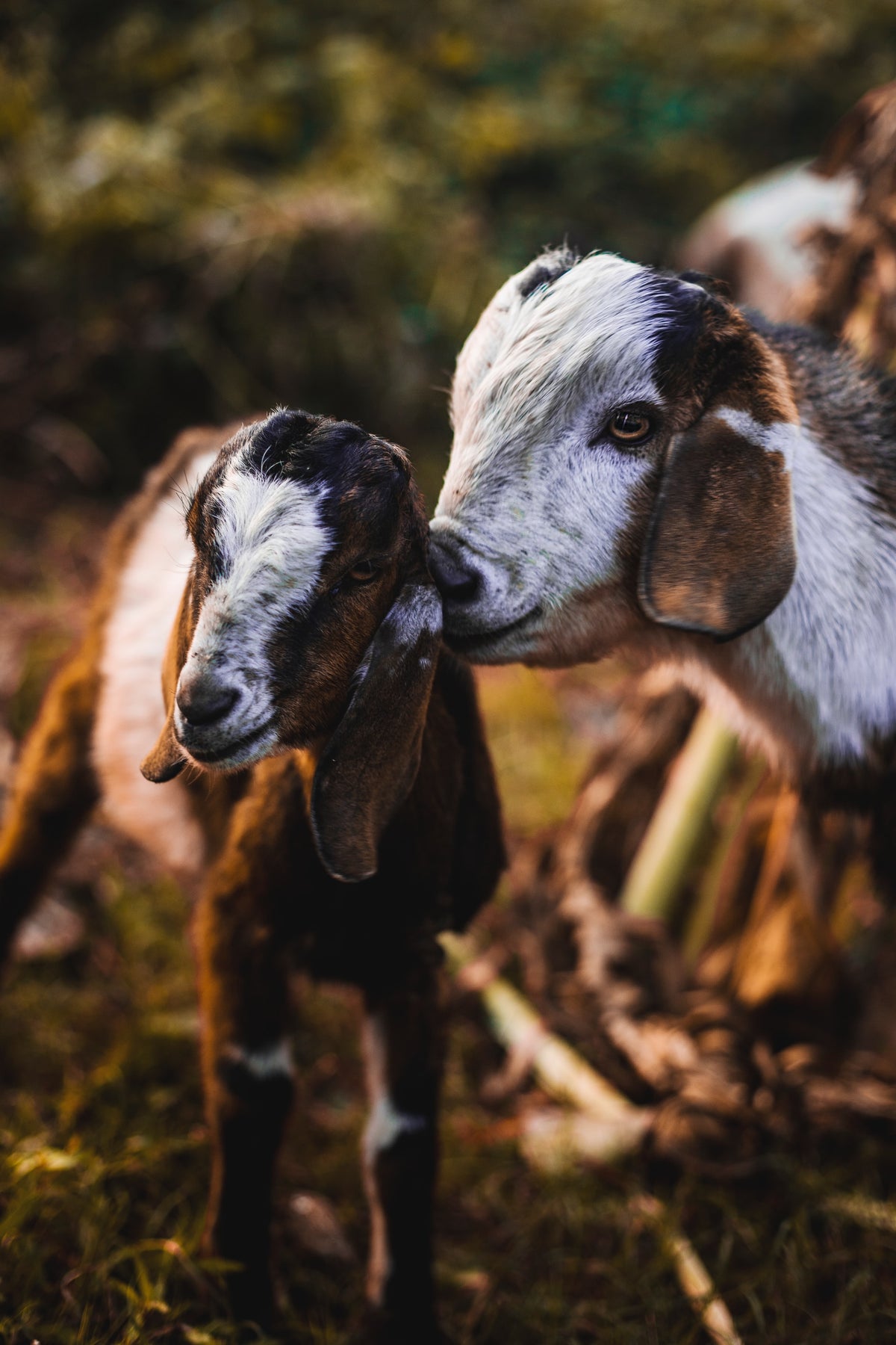 Farm Animals Services / English | Paws In Motion