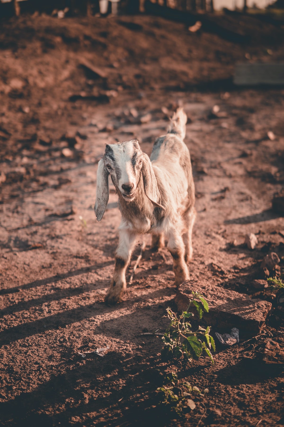 Goats / Our Animals | Tatum Ranch