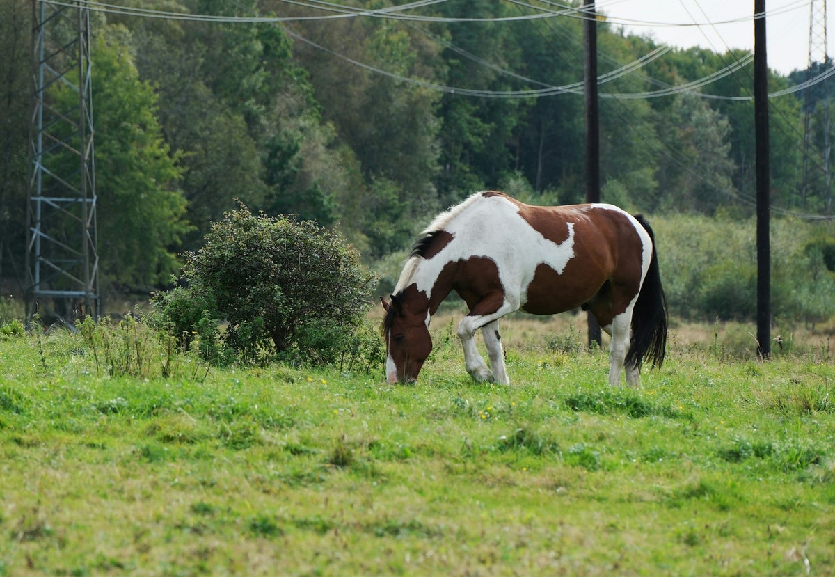 About Us | RPM Rescue Ranch