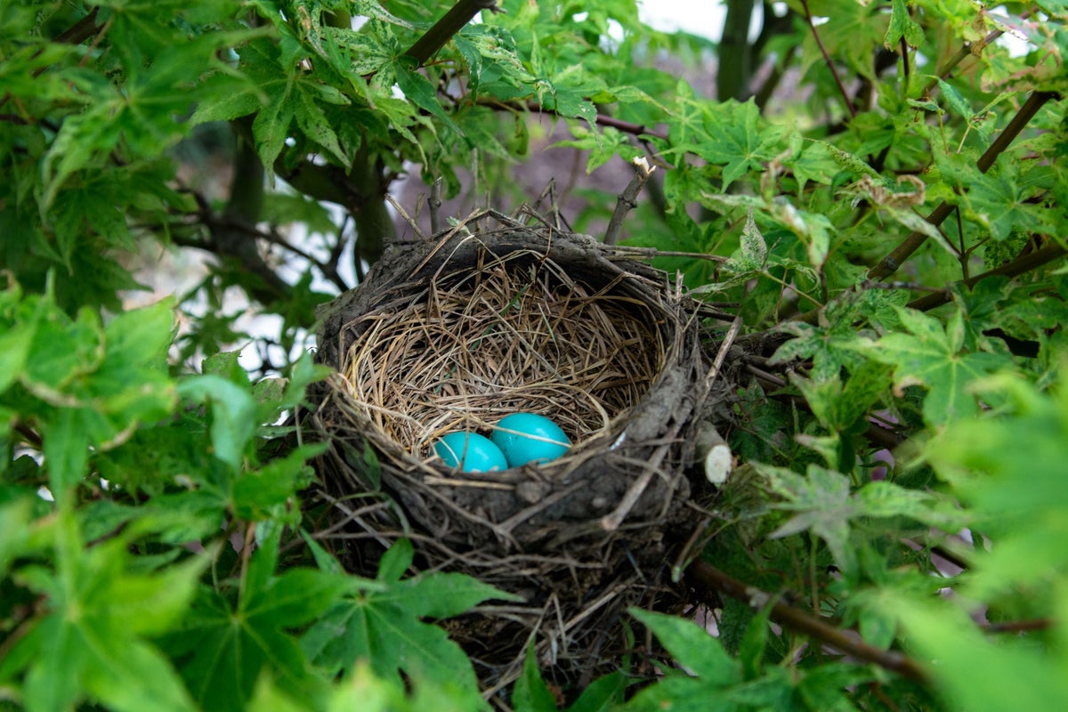 Eieren / Nest en nestkasten | vogels in Nederland