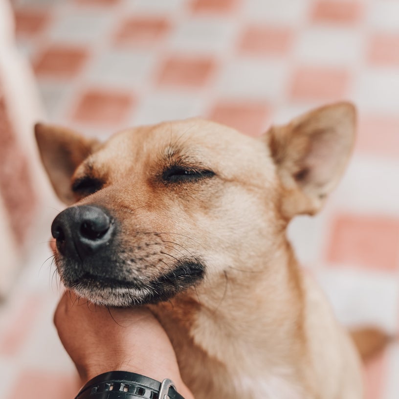 Adoptable Pets