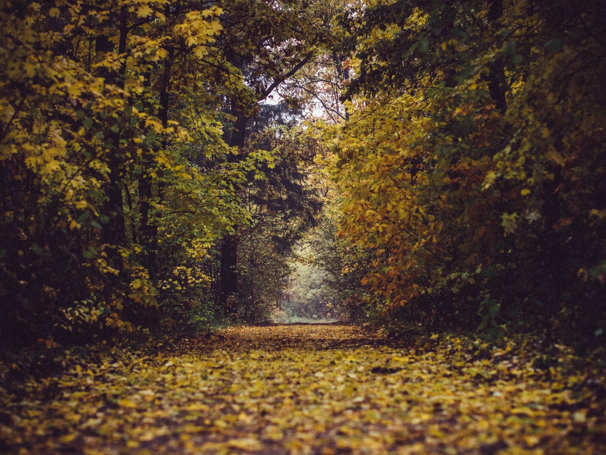 contact | wandelfrank