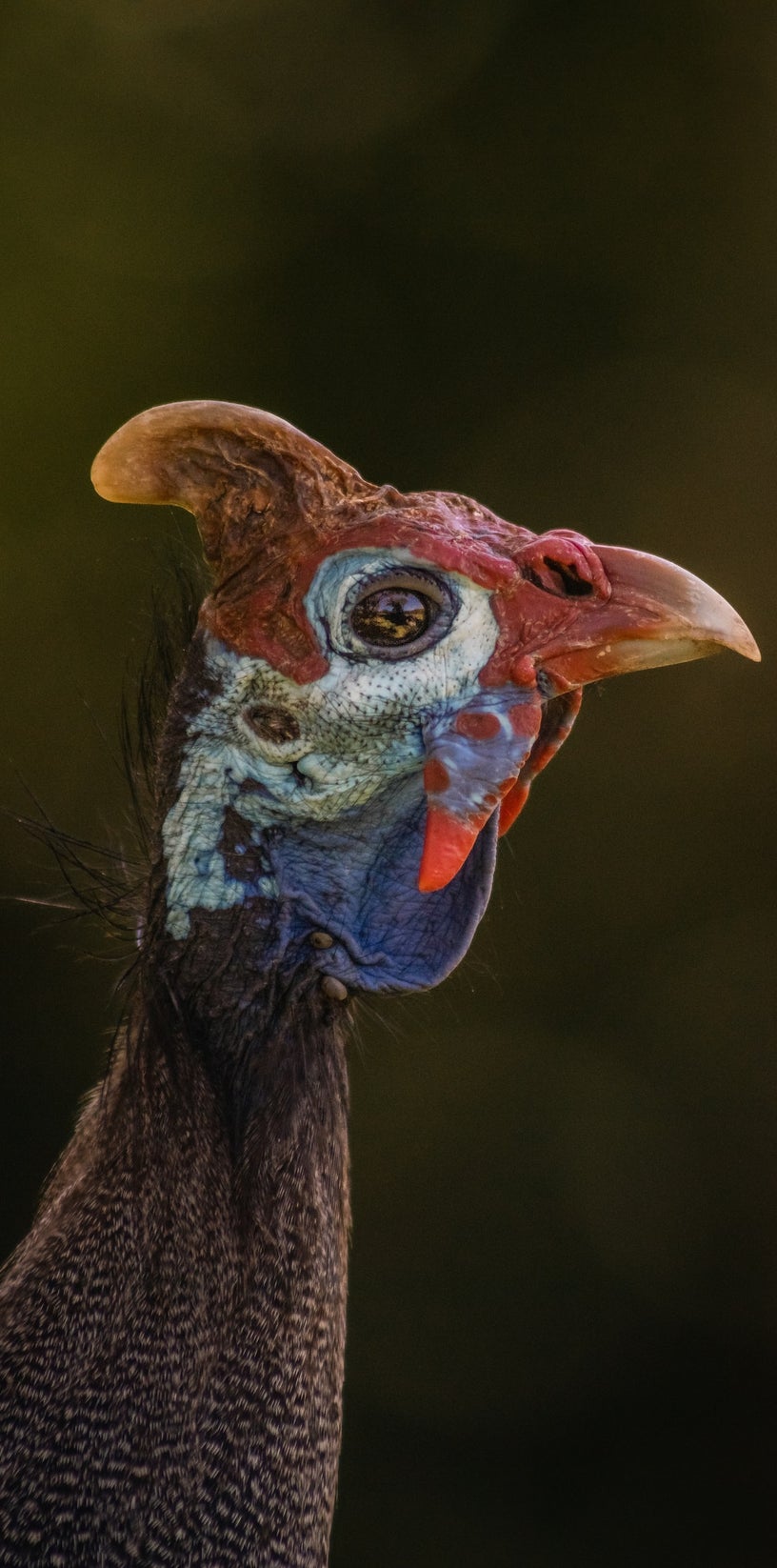 Guinea fowl / Birds / Meet our animals | Greenacres Animal Park