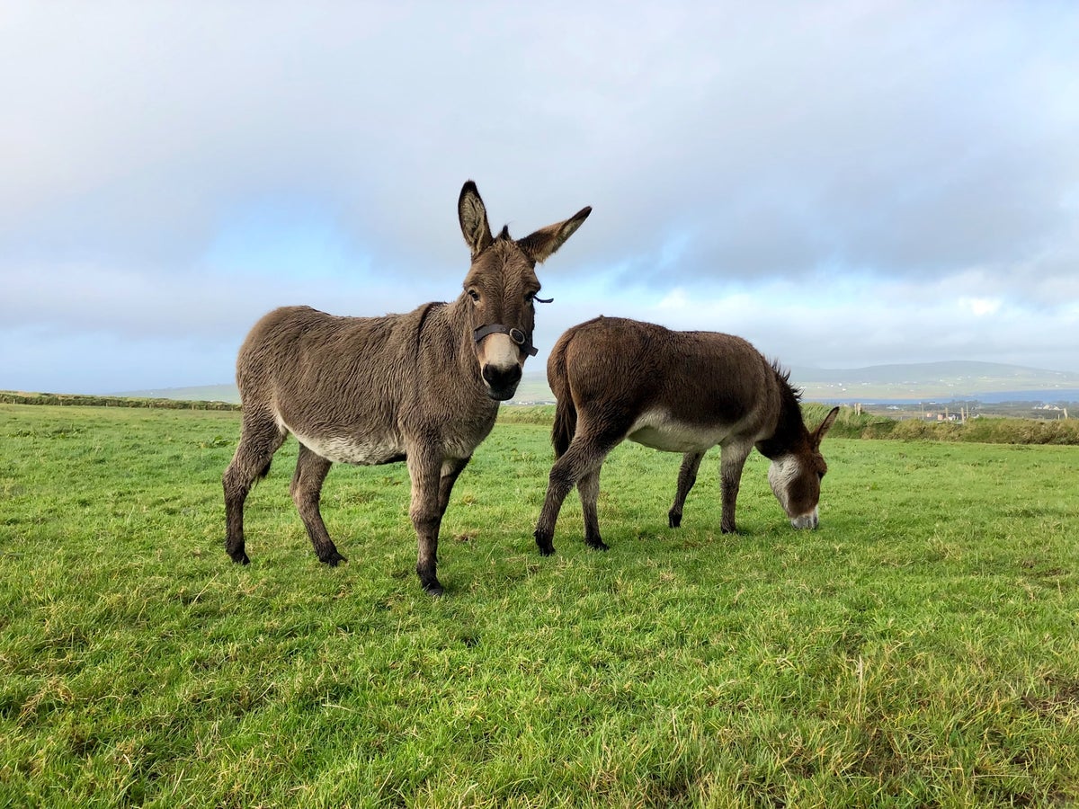 De dieren van de boerderij / Pedagogische fiches / Nederlands | Salto