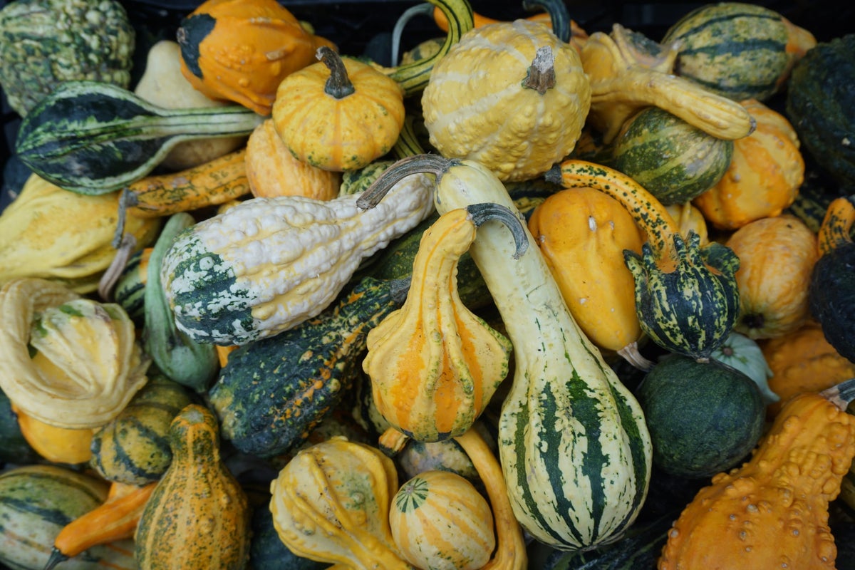 Kalebas Eetbaar / Pompoen / Groenten O-T / Groenten / Planten Eetbaar ...