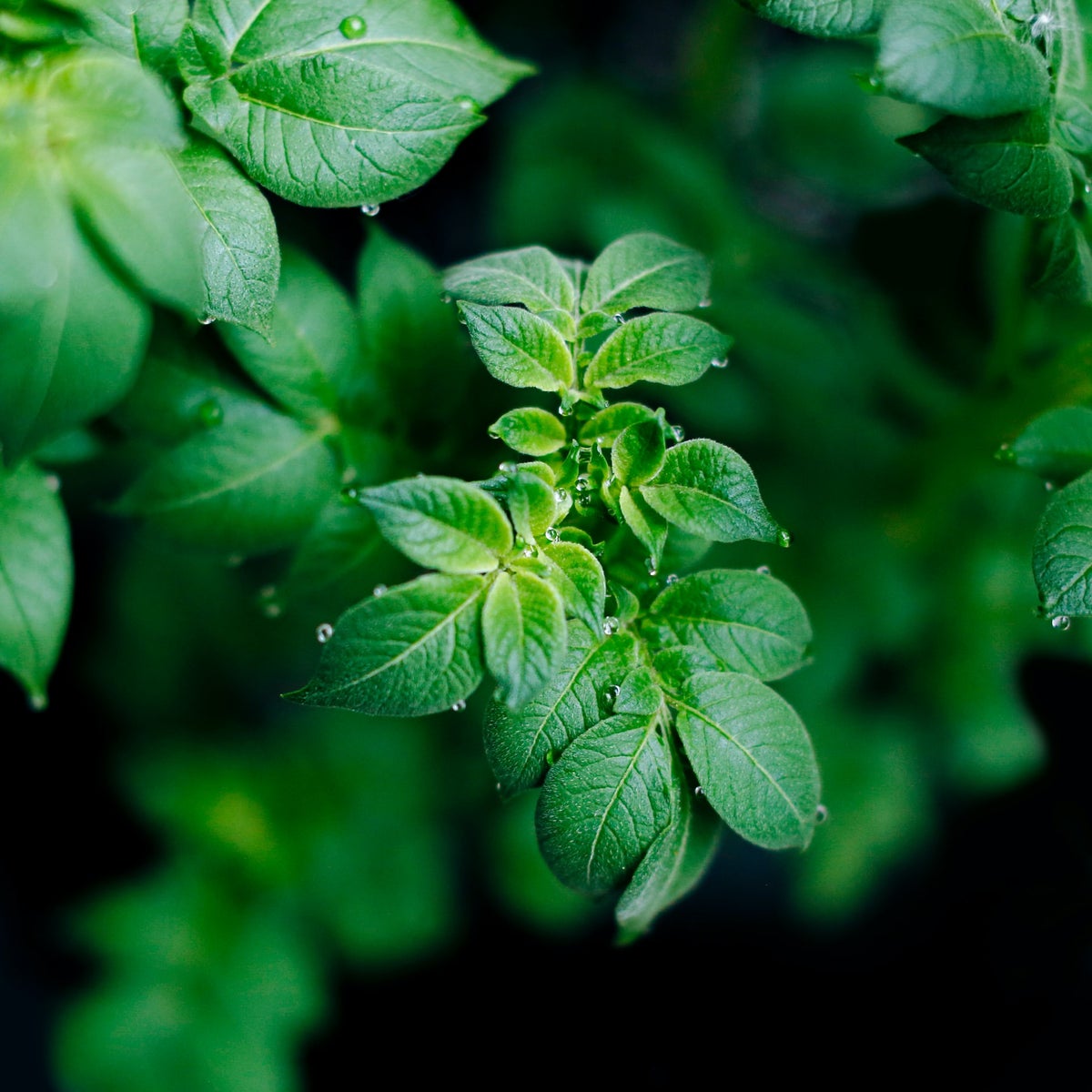 A-z of spell ingredients / Witch tips, blogs, spells & more | A Gaelic ...