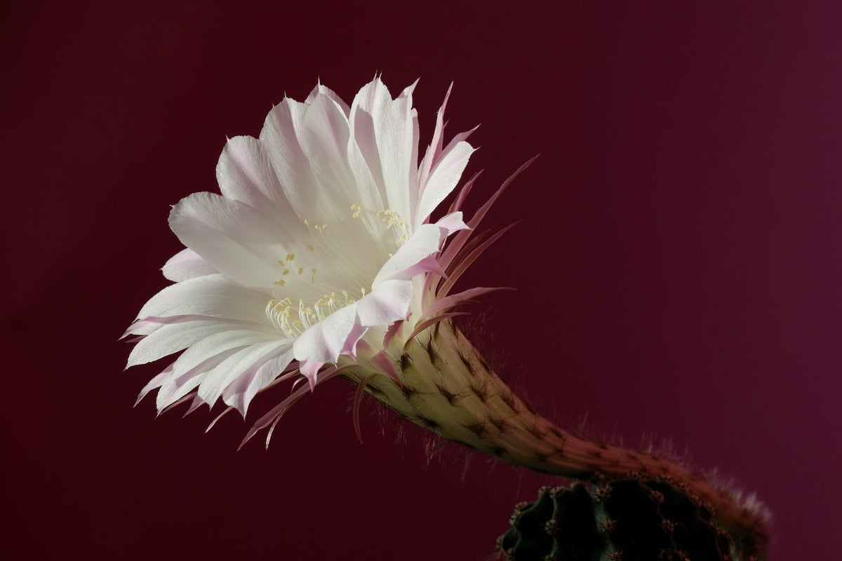 vulvakanker (info) / Informatie over vrouwenkanker | rubyandrose.nl