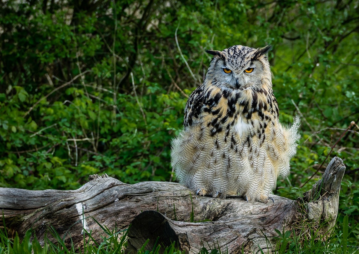 Roofvogels | Sign4Nature
