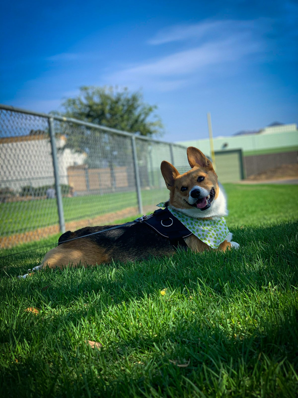 STAR FENCING AND RENOVATIONS