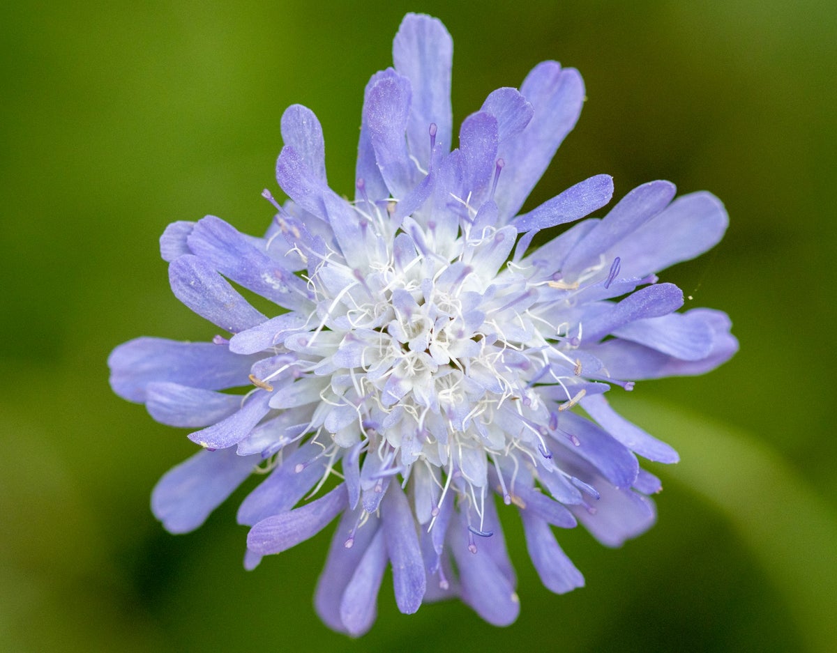 Solitaire Bijen / Soorten / Insecten / Soorten / Wildlife | wesgeco