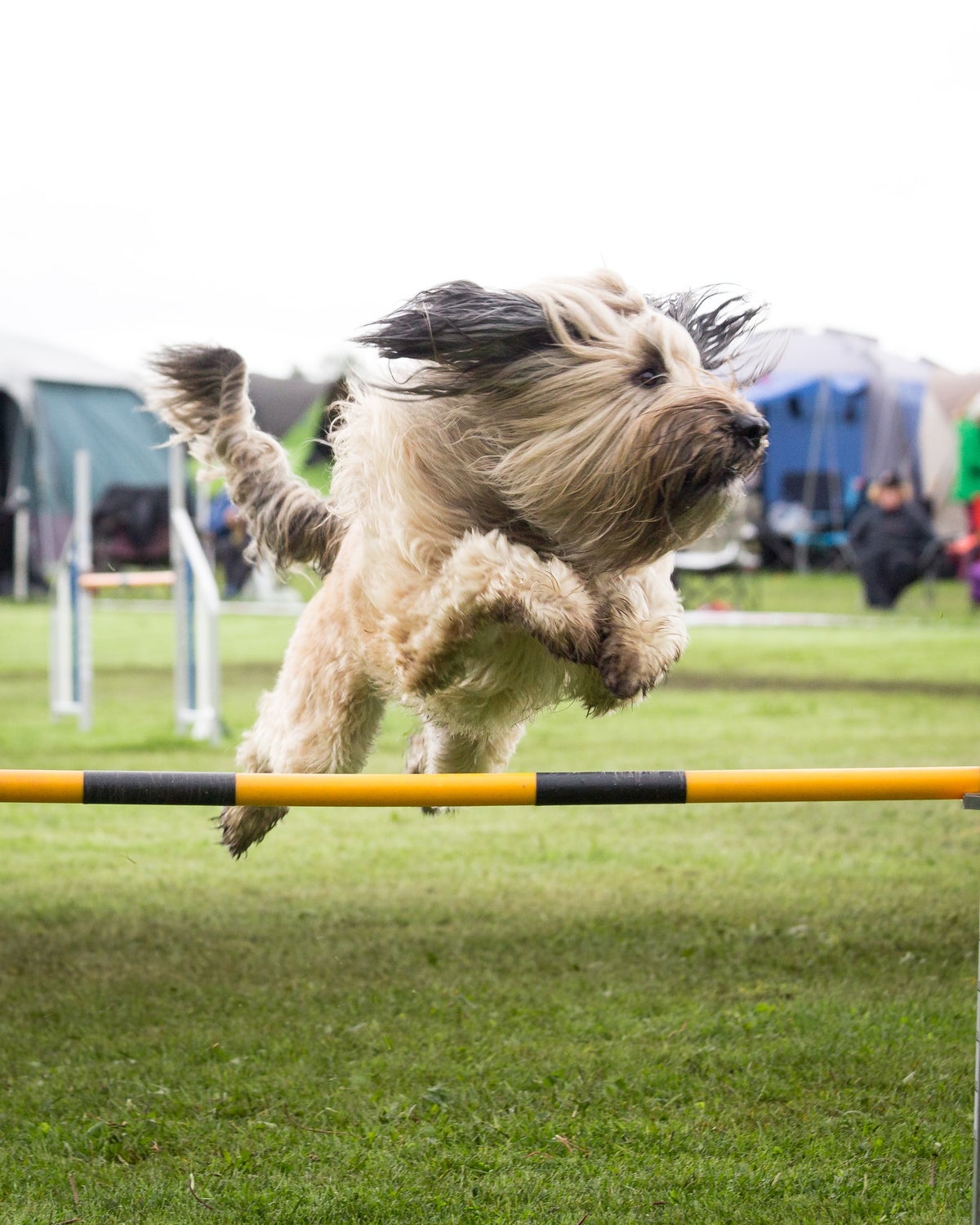 Agility-Fun / Sportarten | sgv-heiligenhafen