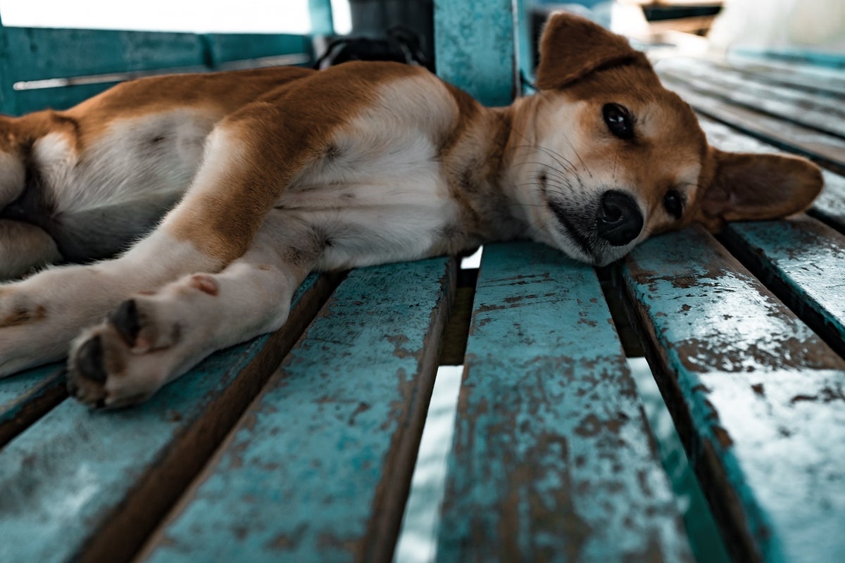 Buitengewoon Blije Hond