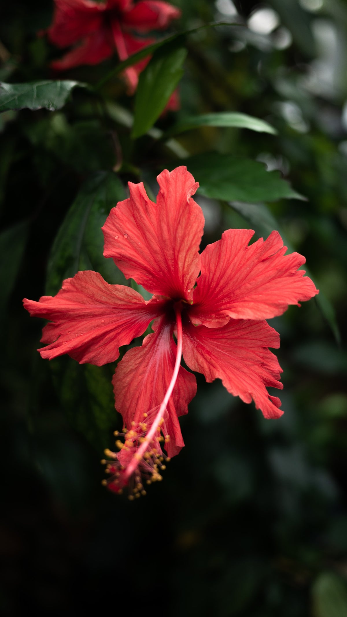 Hibiscus / A-z of spell ingredients / Witch tips, blogs, spells & more ...