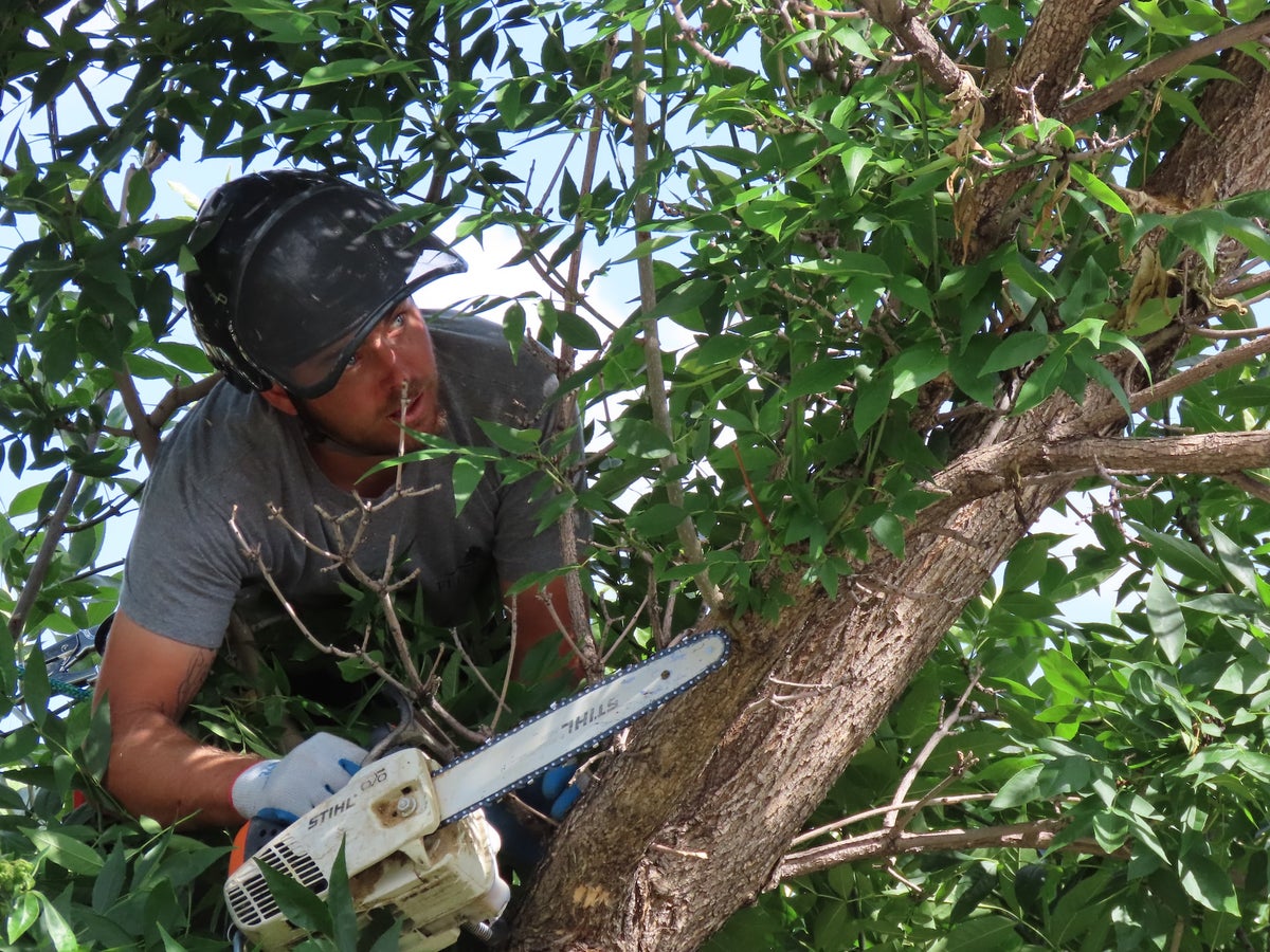 Tree Care | Creative Concepts Landscaping