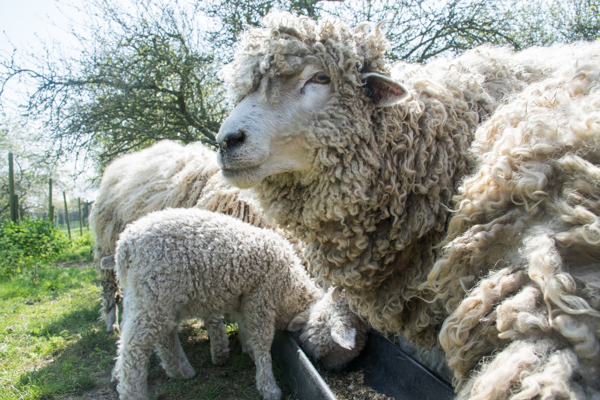 UK FARMING IN DANGER / ABOUT JAOC & BLOG | JAOC.ORG.UK