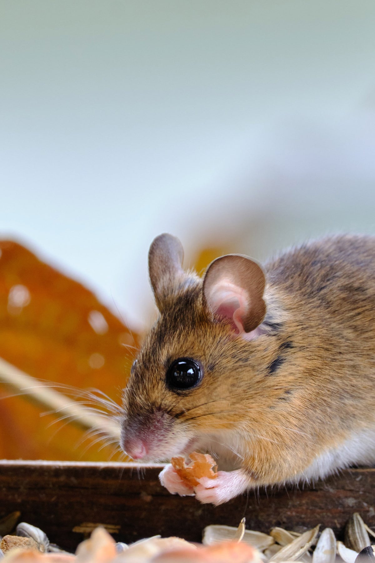 De Spirituele betekenis van de muis: Een kleine gids voor grote ...