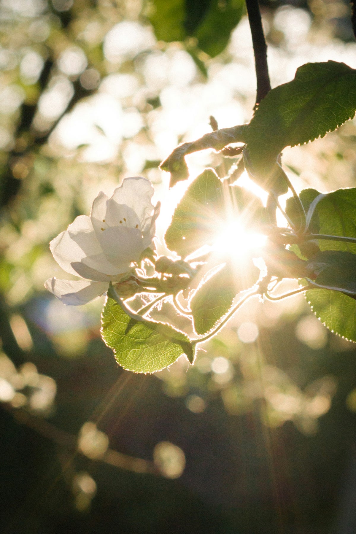 Home_Timber Topper LLC