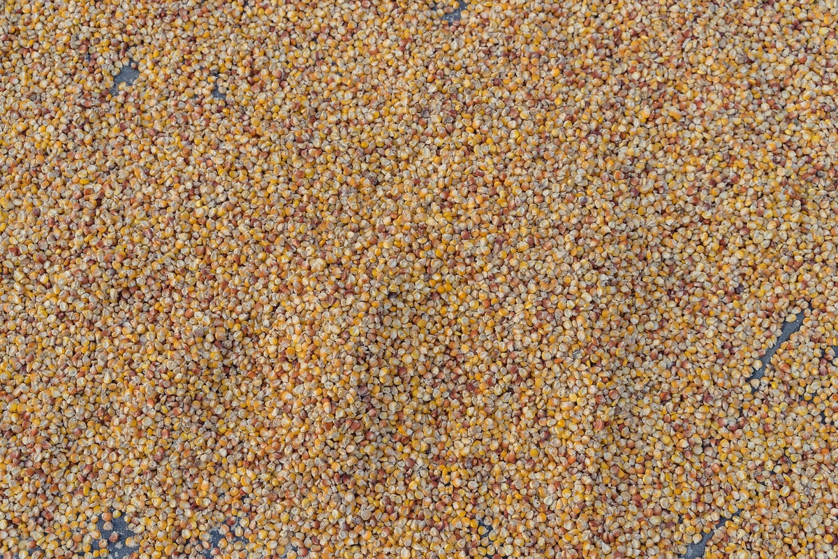 Witte mosterd / Kruiden U-Z / Kruiden / Planten Eetbaar / Eetbaar | wesgeco