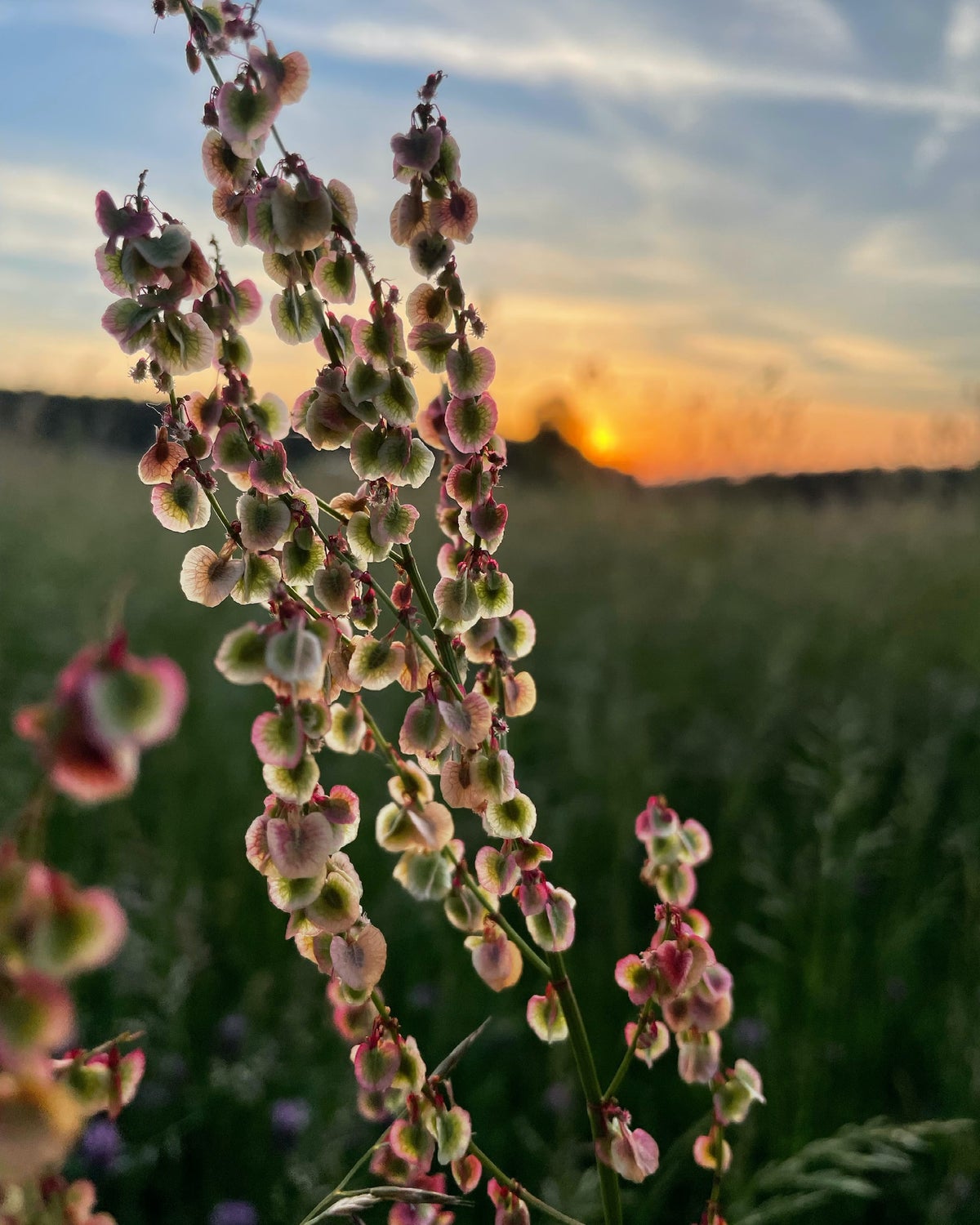 zuring | kruiden van Juf Lief