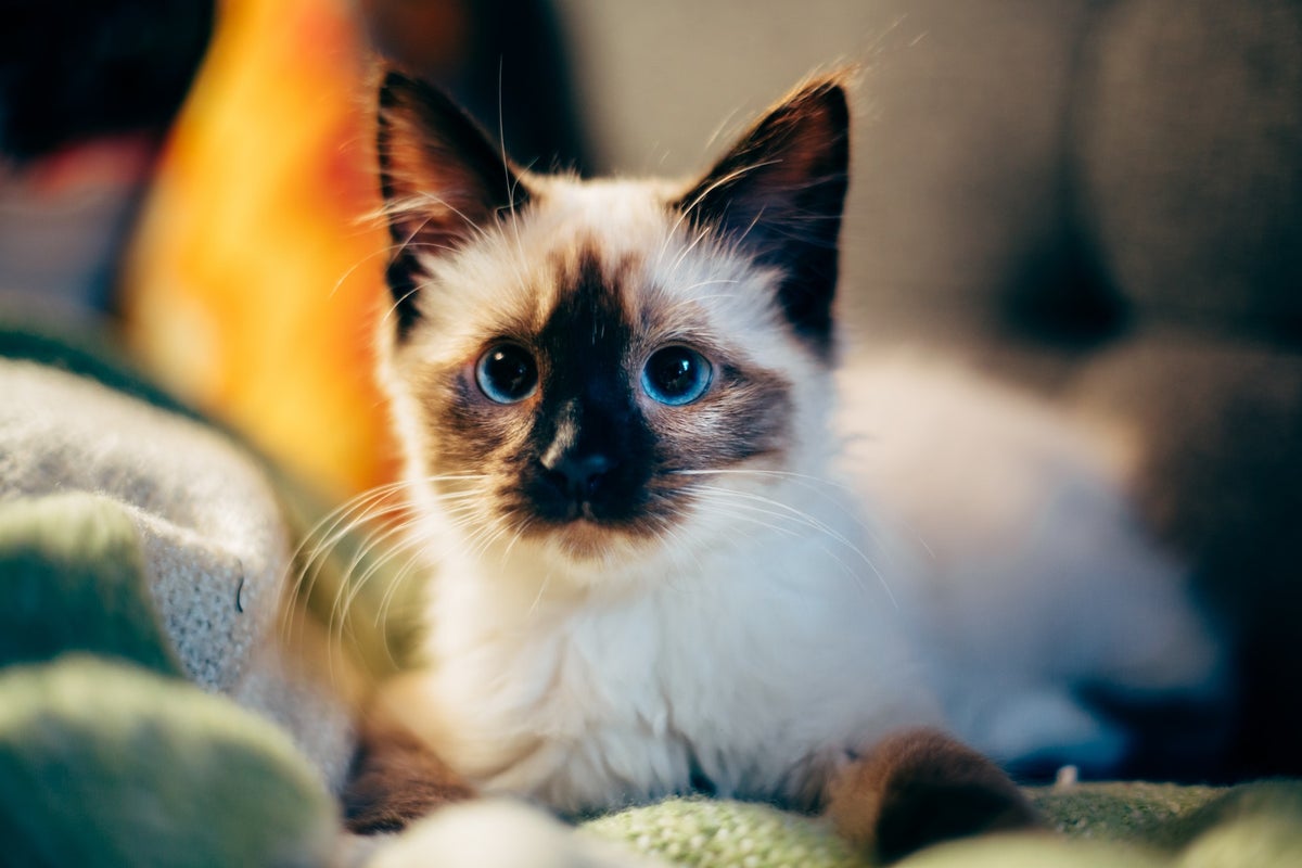 Soorten | Katten