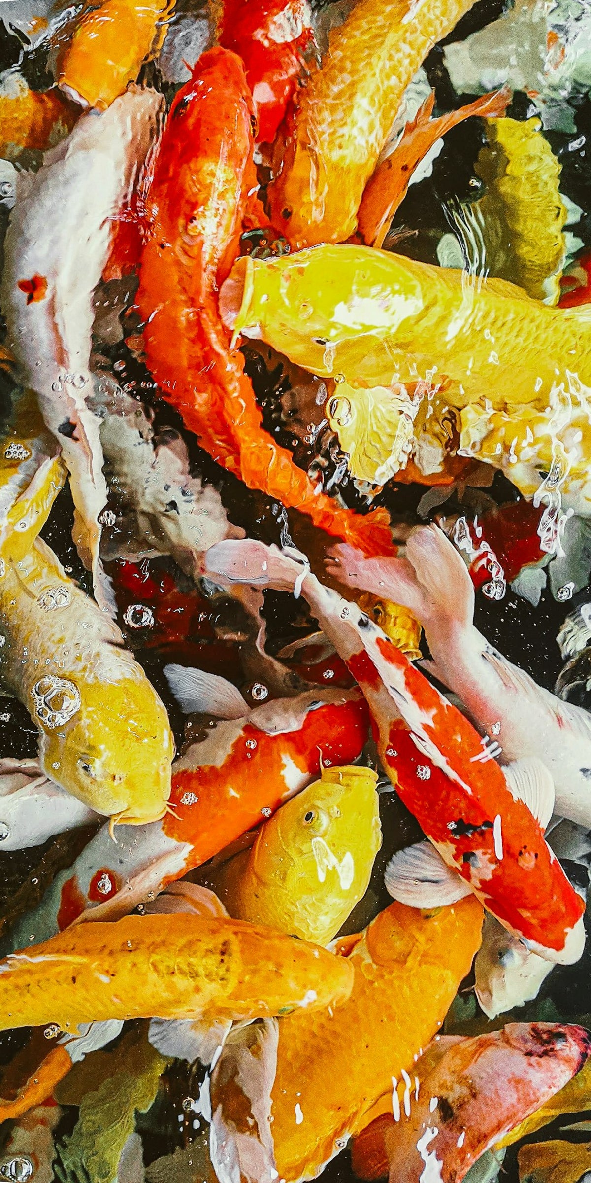Our Koi and Goldfish | Cedar Creek Farms (Koi Farm)