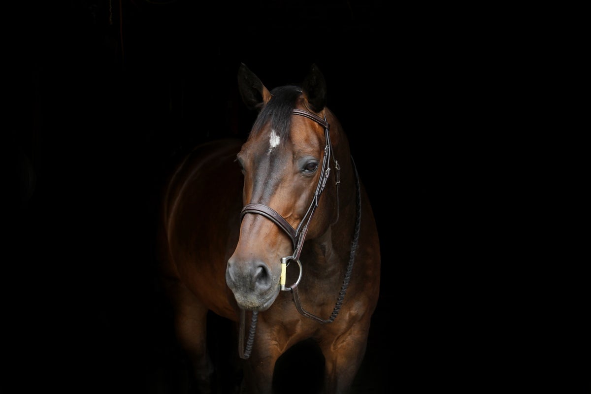 Neusbloeding / RAO / Luchtwegen | paardenziektes