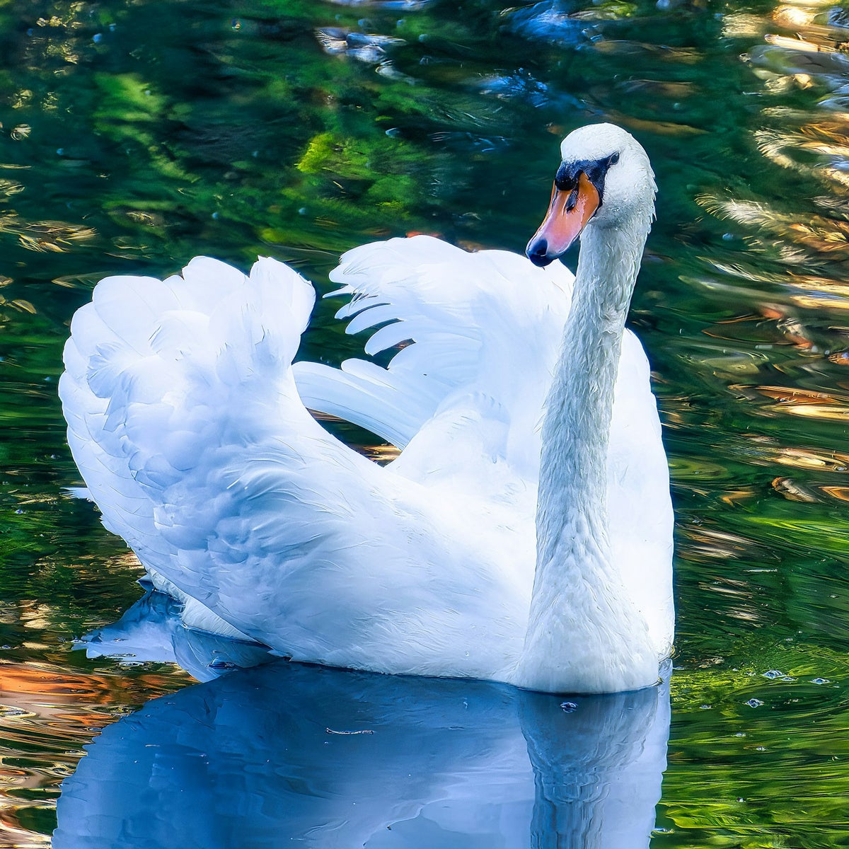 Pond Poems | Daily Ripple