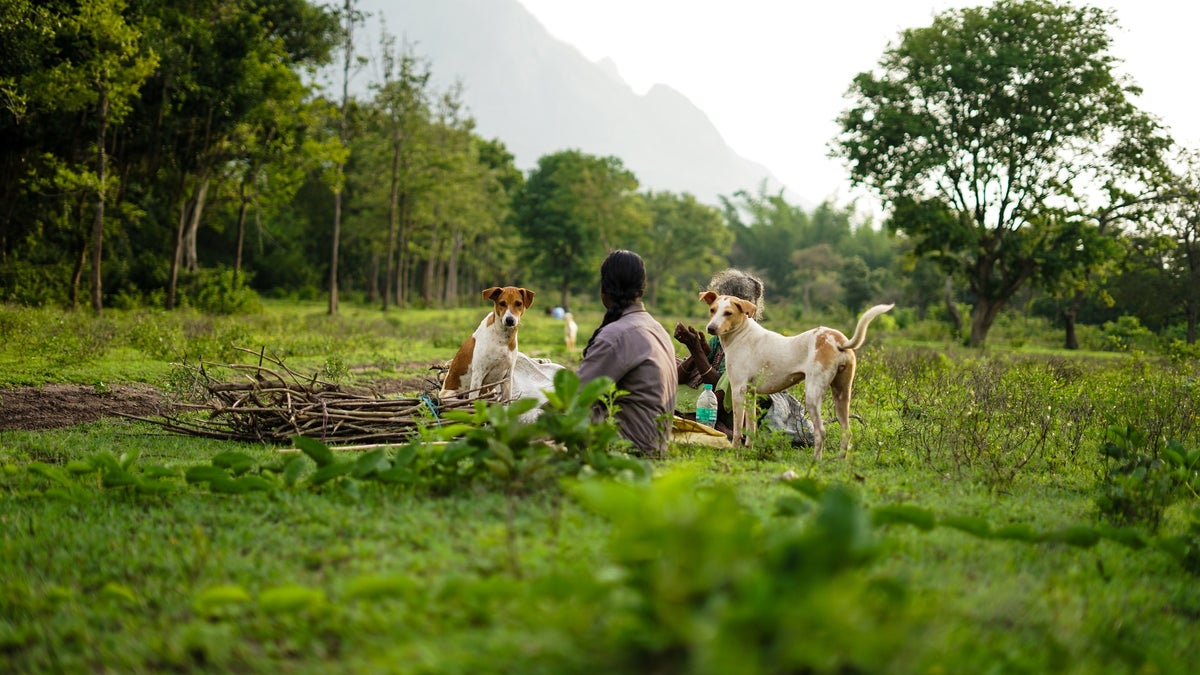 Pets'land