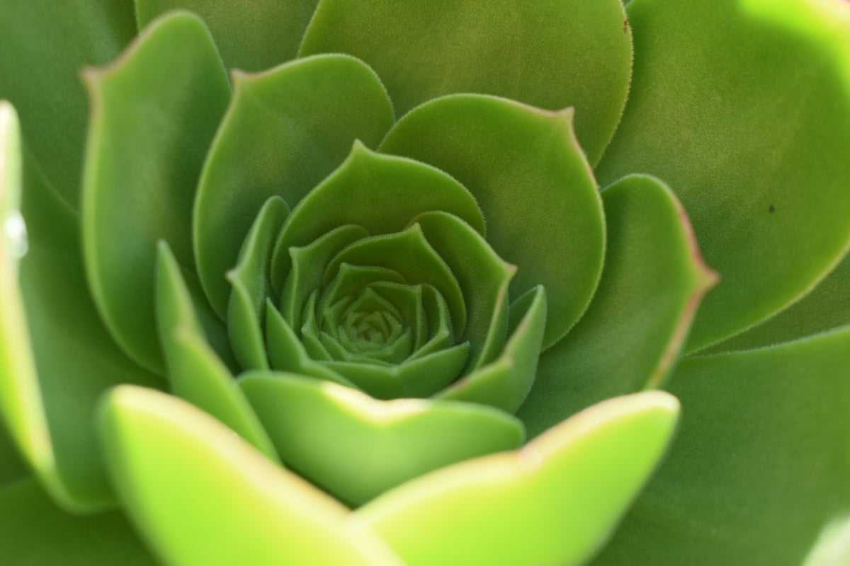 Hartchakra, 4e chakra