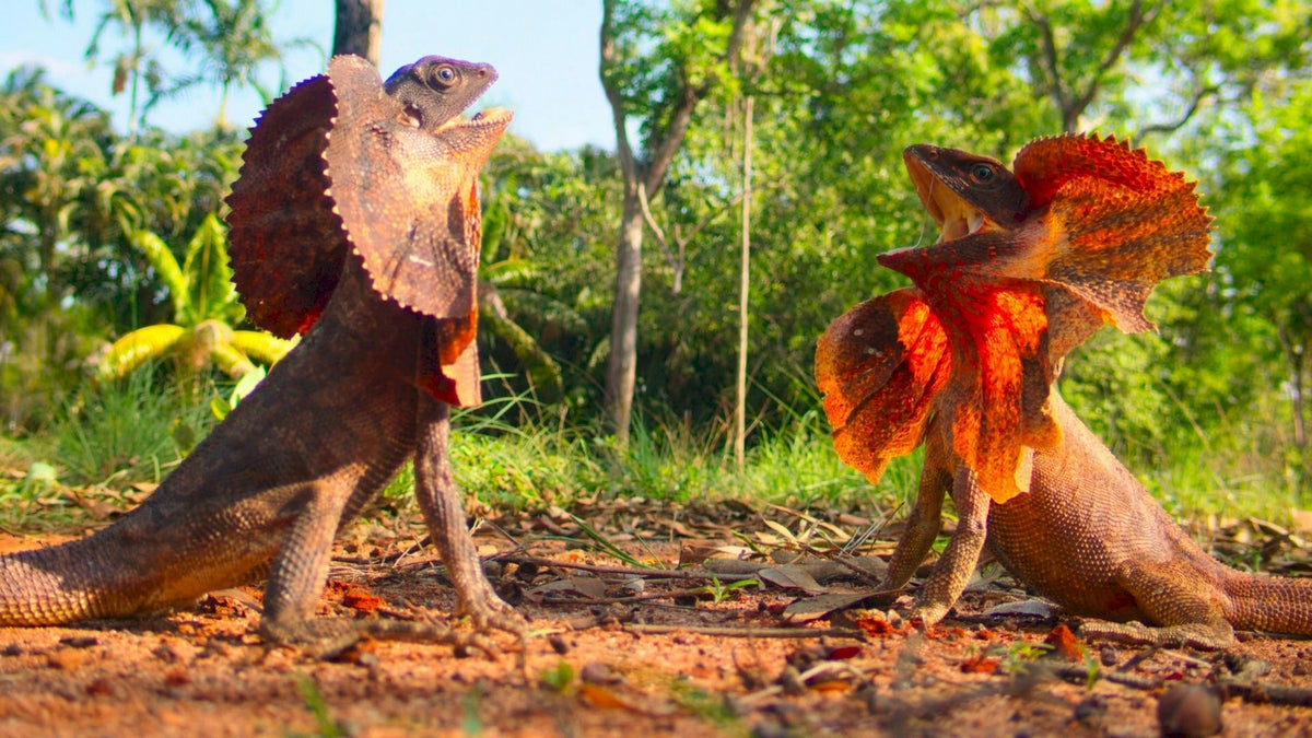 Anger and Defense Mechanisms / Blog | The Mental Health Space